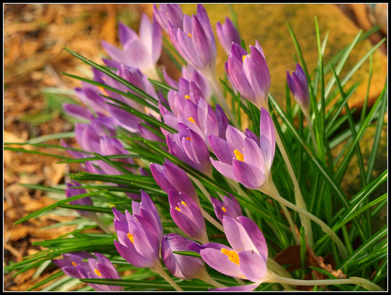 Mark's Veg Plot: Crocus showcase