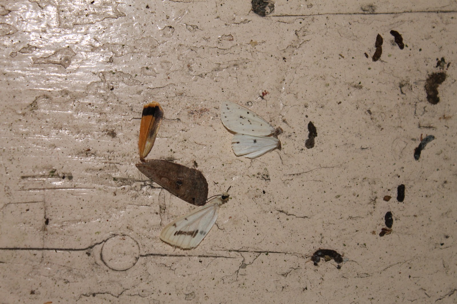 Shandy Hall Moths: 4 July 2012 - When Camouflage Fails