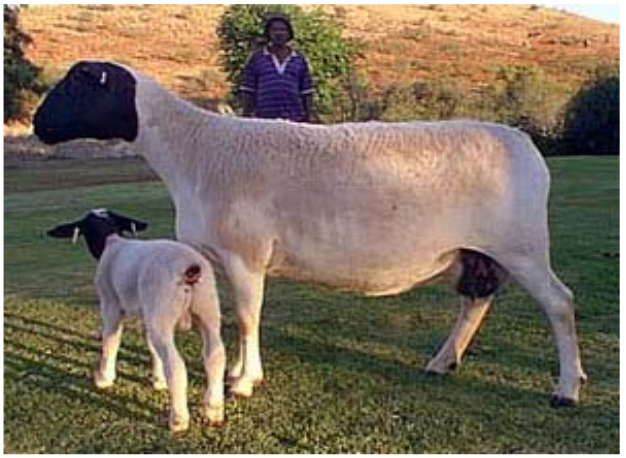 Hablemos de Agroecología: el podcast del productor y el estudiante ...