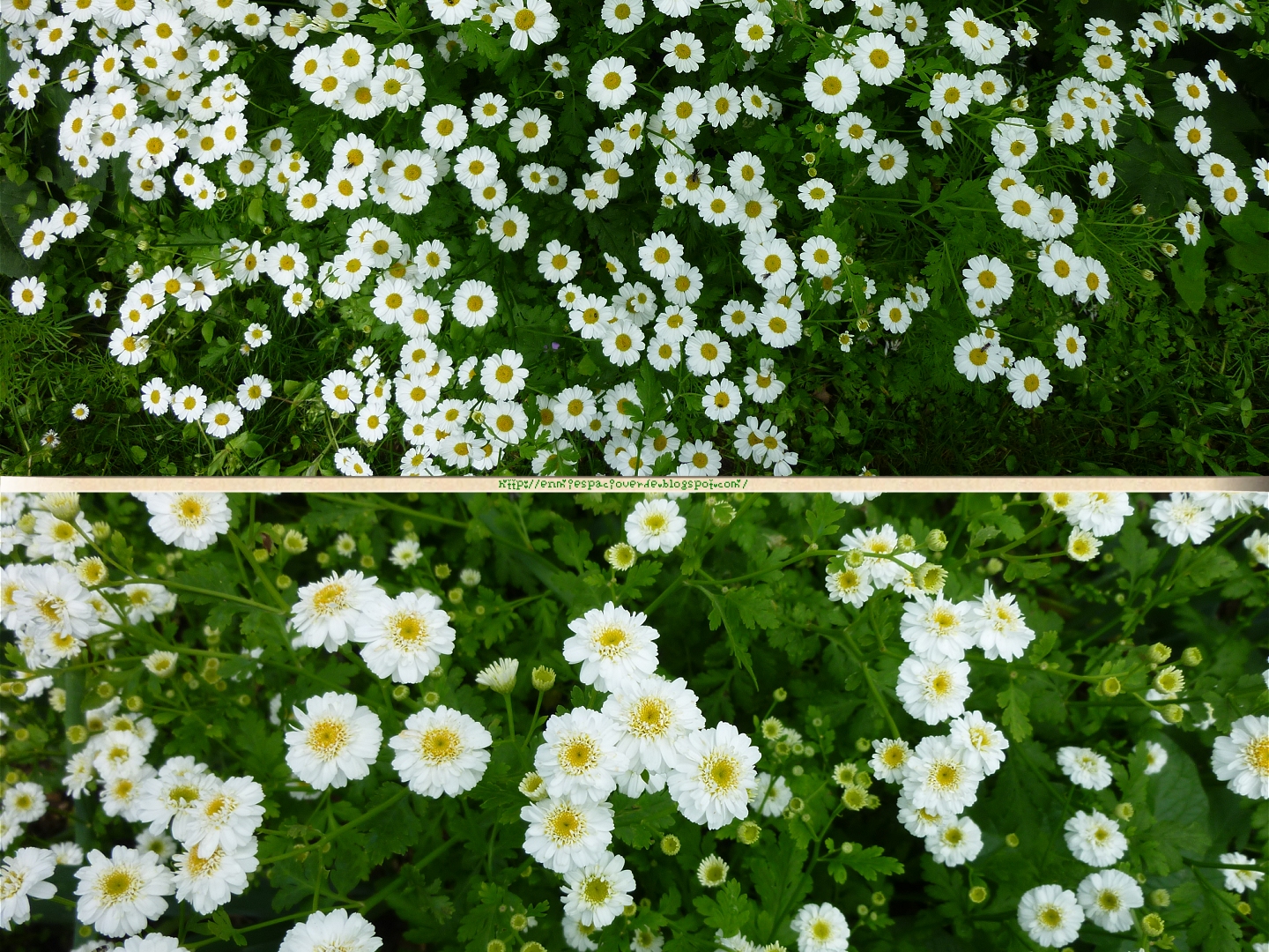 Mi espacio verde: Hierba de Santa María (Tanacetum parthenium)