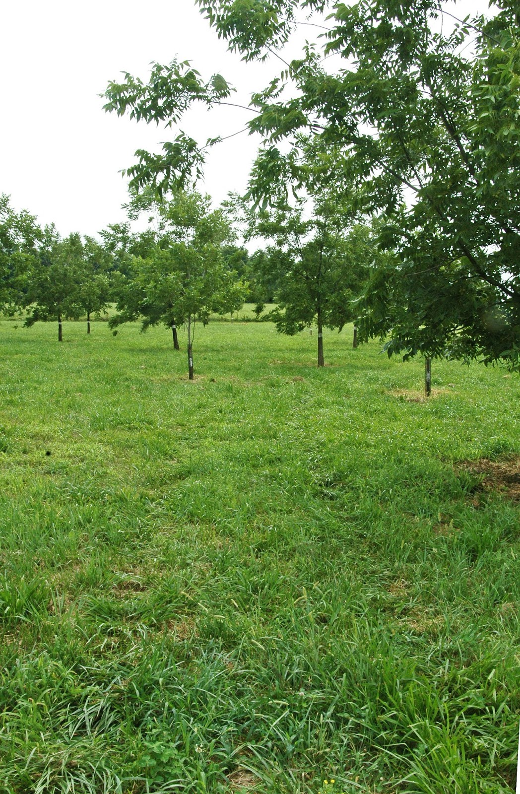 Northern Pecans: Spraying for stinkbugs and weevils