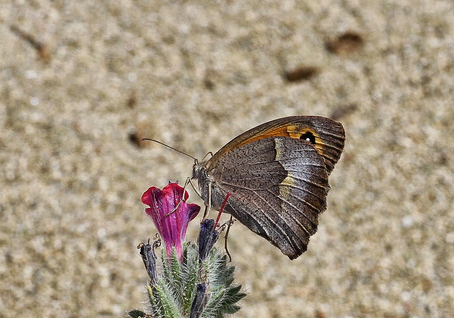 Michael Foley: Natural History ©: Cyprus butterflies