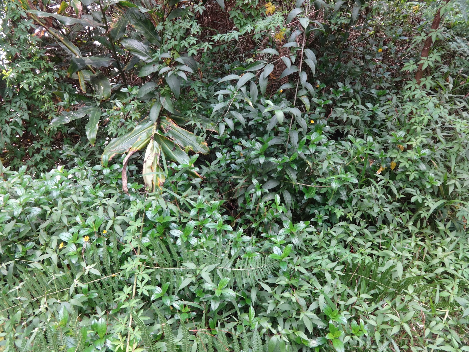 Herbs from Distant Lands: Wedelia - Wedelia chinensis - trilobata ...