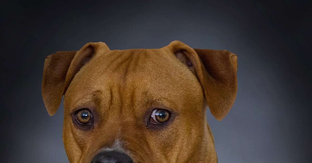 White collared dog ~ I Love Cute Dogs