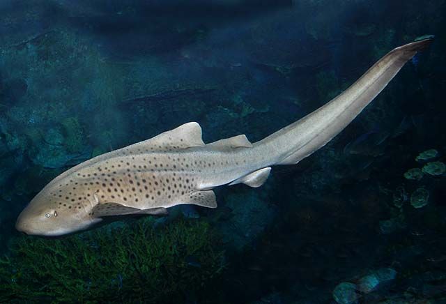 Real Monstrosities: Zebra Shark