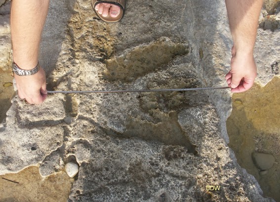 A Mesozoic Mosaic: Measuring a theropod footprint