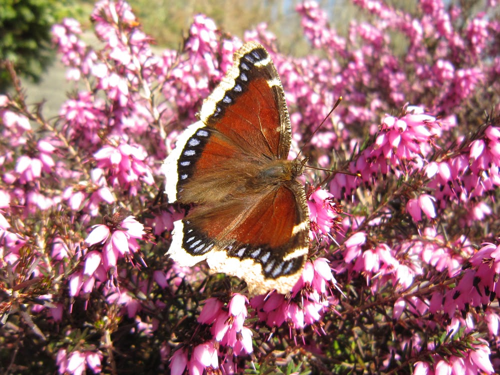Spring Butterflies : Behind Mytutorlist.com