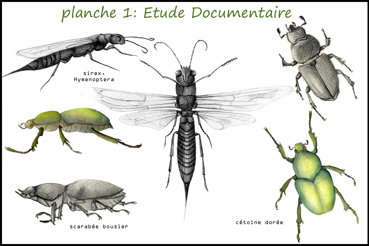 caroline crepin: Les insectes