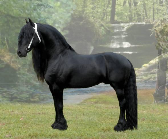 Tudo Sobre Cavalos Friesians