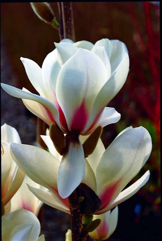 cvece za baste | dvoriste | sobe : magnolija | grandiflora | sadnja | drvo