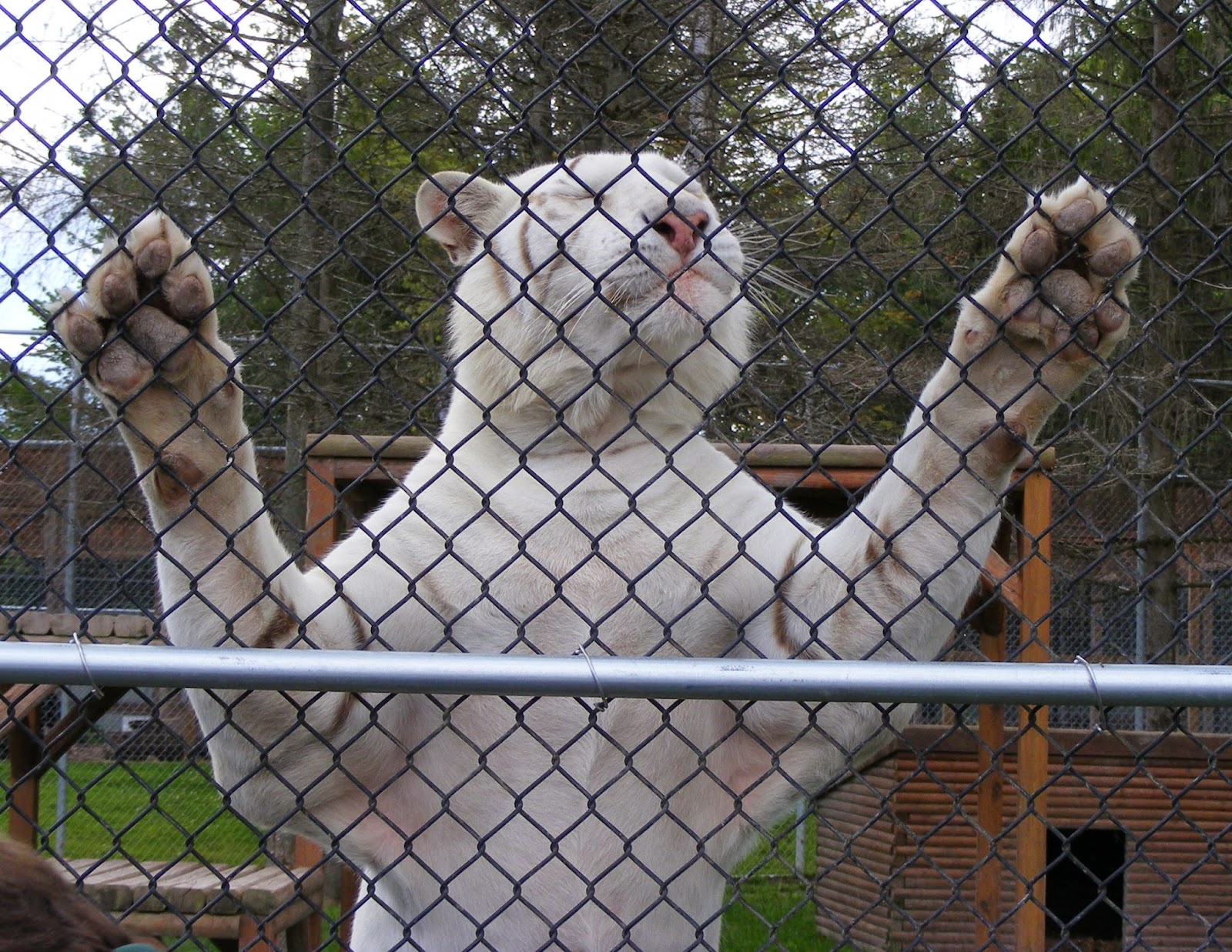 Ten kids and a Dog: A Trip to The Wild Animal Experience