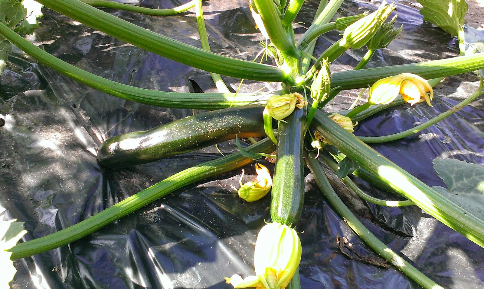 Virginia Nutritional Therapy: The Health Benefits of Courgettes