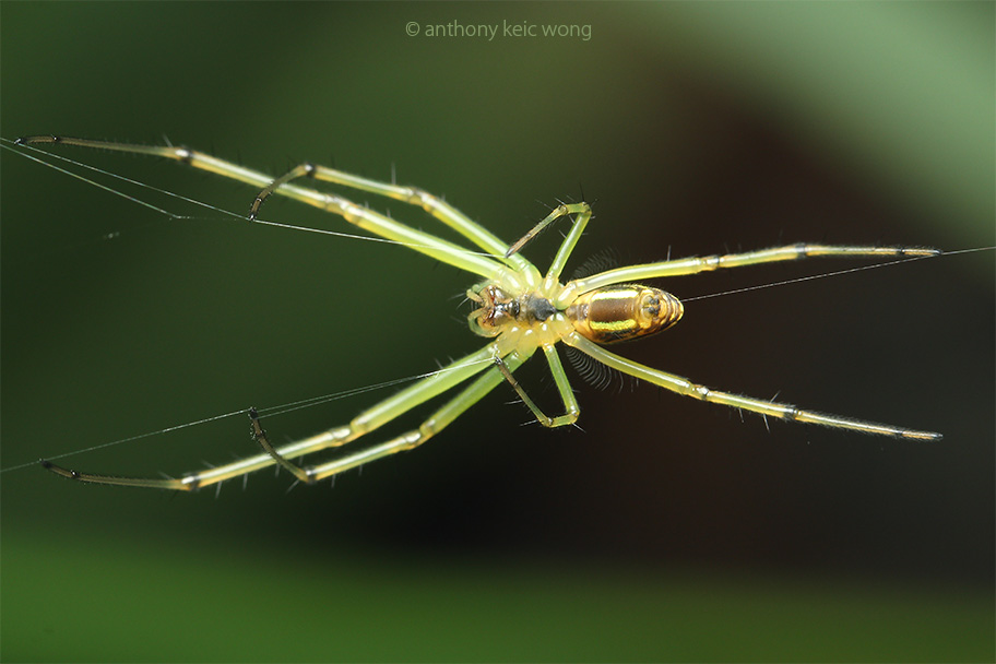 Macro Photography: Golden Silk Orb-Weaver, Nephila sp.