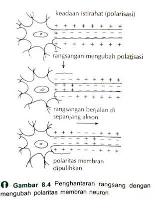 Prinsip Penghantaran Impuls Lewat Sel Saraf dan Sinapsis - Artikel Ilmu