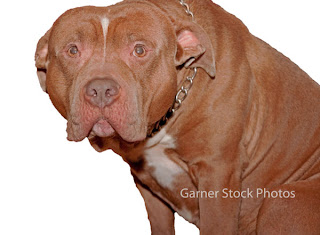 Stock and Fine Art Photos: Pit Bull Dog Cowering Isolated on White