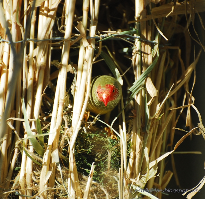 Estrildidae: Asmeninė patirtis. Rausvauodegė rubininė astrilda ...