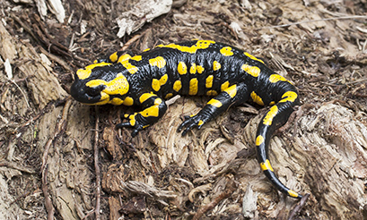 Dein NachbarLohbach: Gifttiere