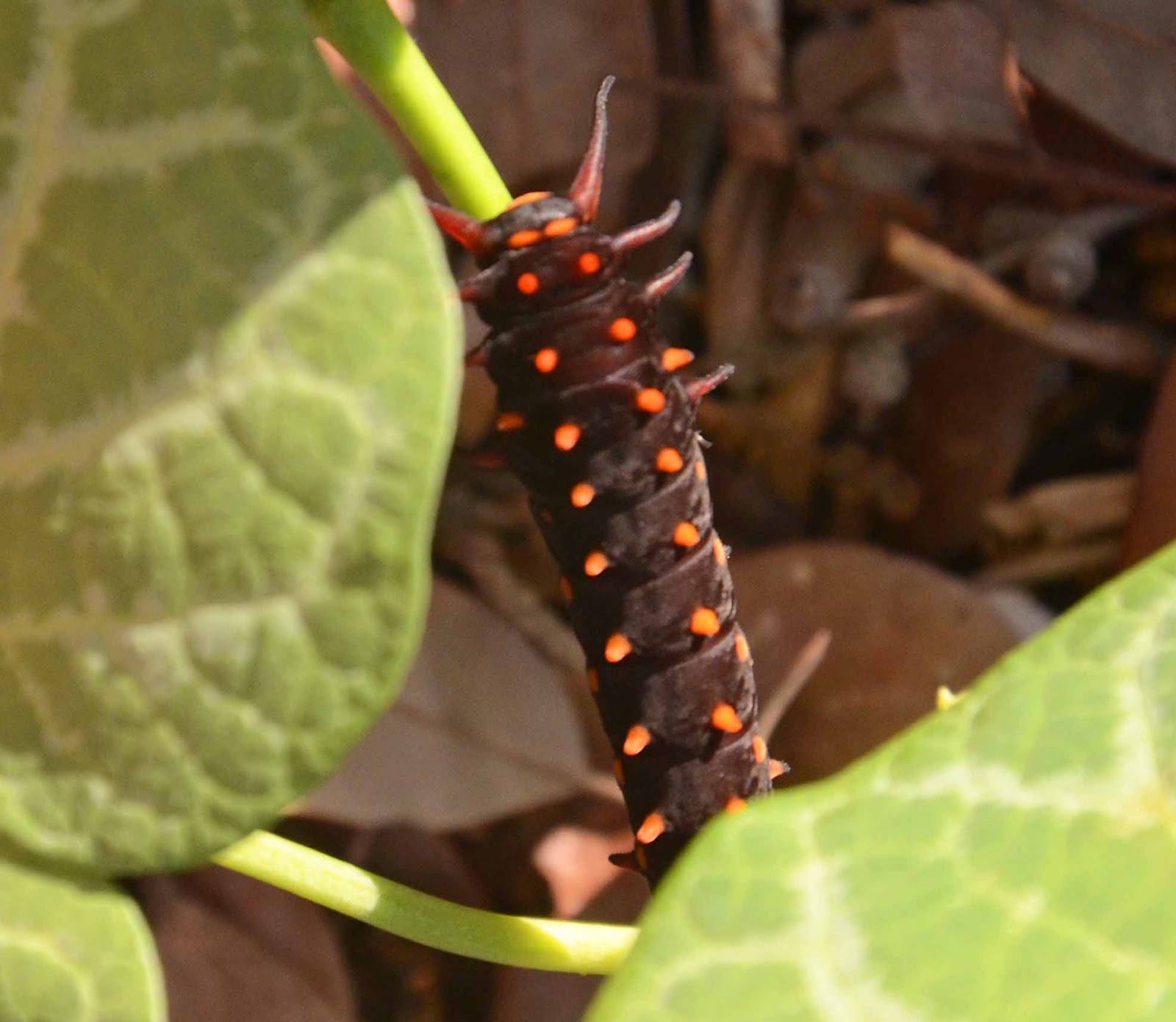 Window on a Texas Wildscape: Pipevine cuties