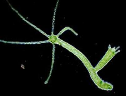 Hydra (invertebrate) | Facts About All