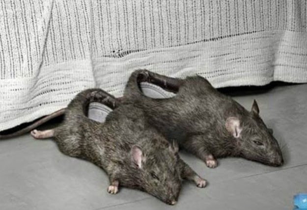 bollettino degli scoppiati speciale dopo PAsqua ' ovvero sopravvivere ...