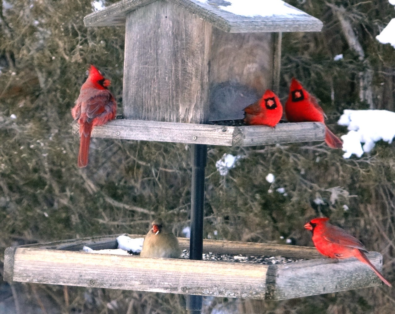 Spring Valley Roses: Winter Birds Brighten the Winter Landscape