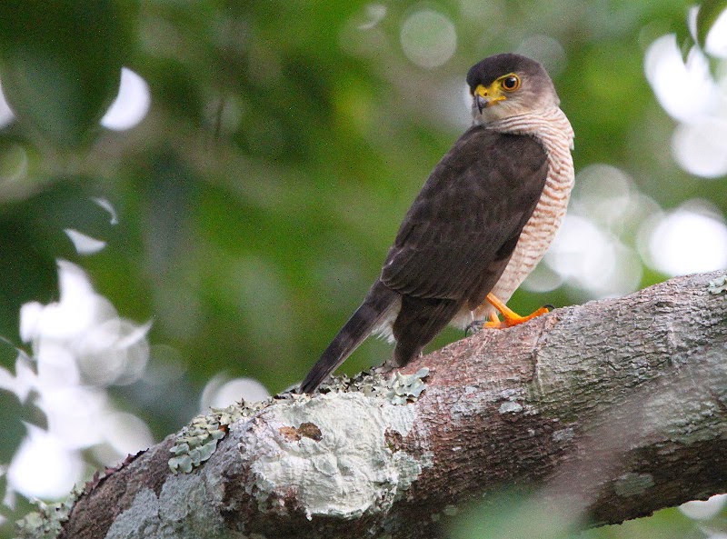 together but apart: Aves 5