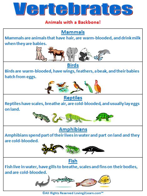 1º de Primaria: ANIMALES VERTEBRADOS: GRUPOS