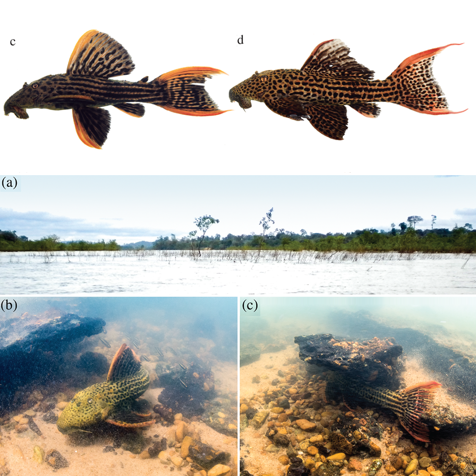 Species New to Science: [Ichthyology • 2016] Pseudacanthicus pirarara ...