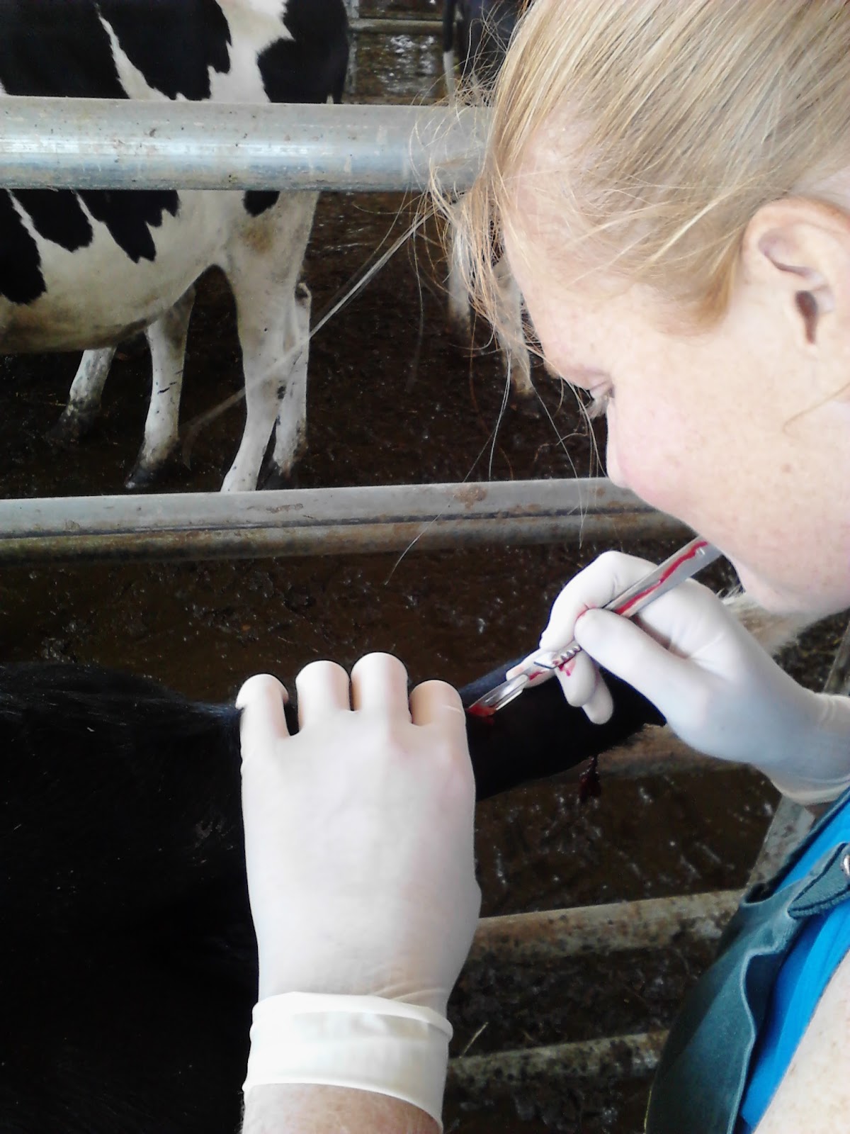 A Day in the Life of a Cow Vet: To Dock or Not to Dock....