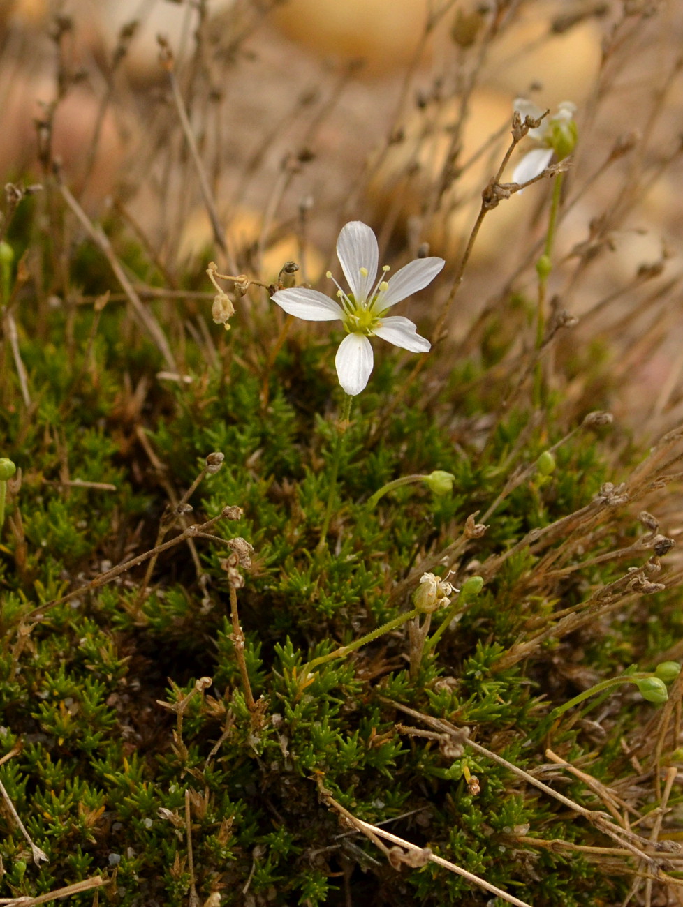 Woods Walks and Wildlife: Summer in a Pine Barrens Bog