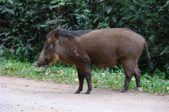 WE ARE IN FOREST: WILD BOAR
