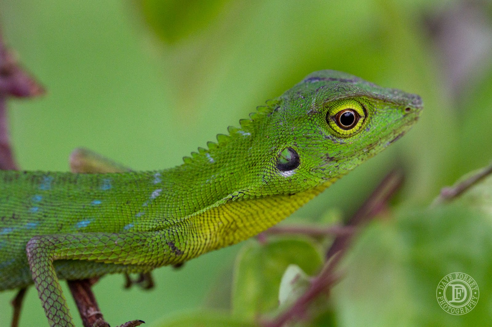 The Forney Flyer: Lizard