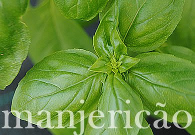 Sabor Básico: Manjericão - Curiosidades e Dicas