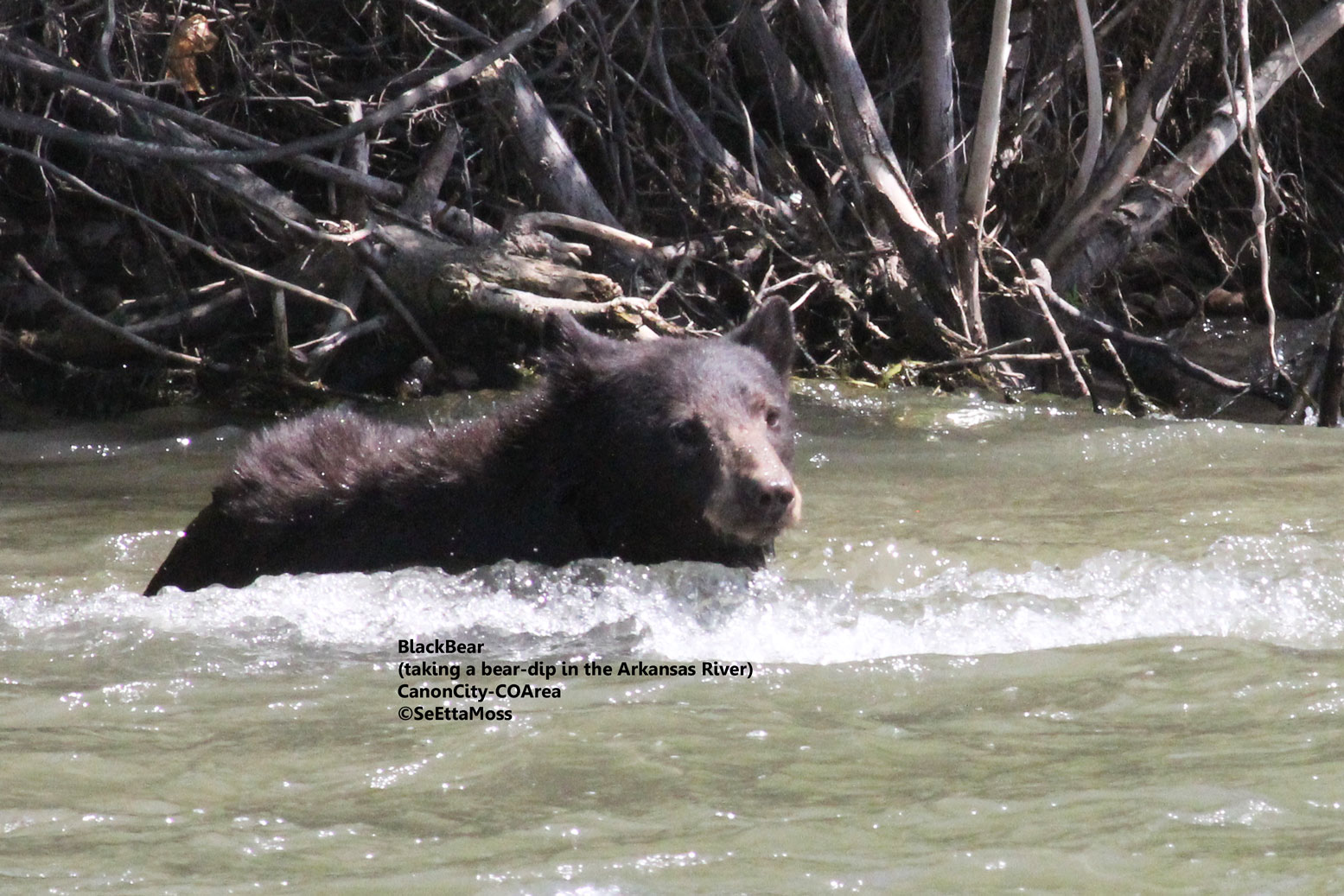 Black bear taking a cool dip in the river