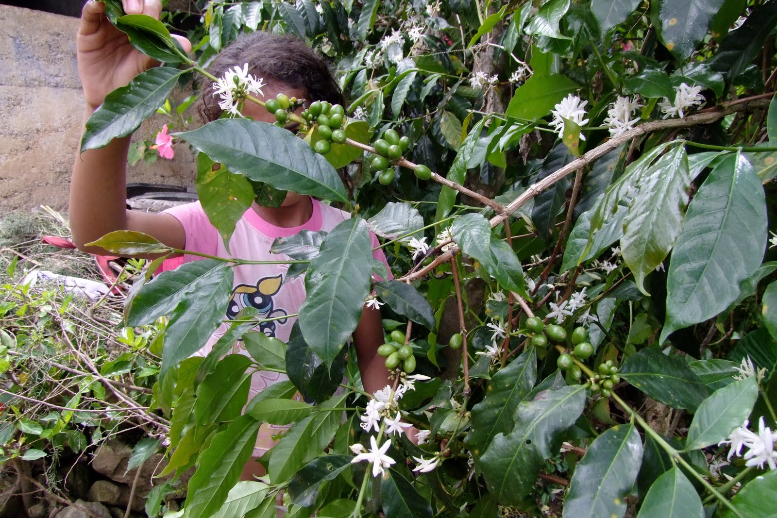 EAST TIMOR COFFE ACADEMY: TIMOR E A CULTURA DO CAFÉ