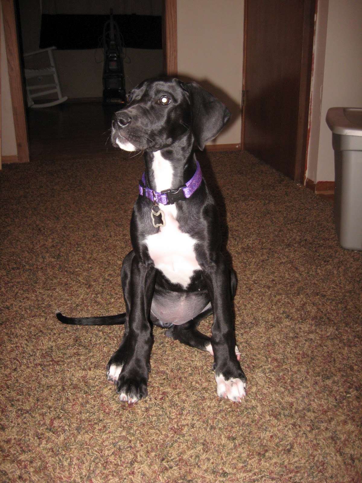 Birdee The Lucky Great Dane