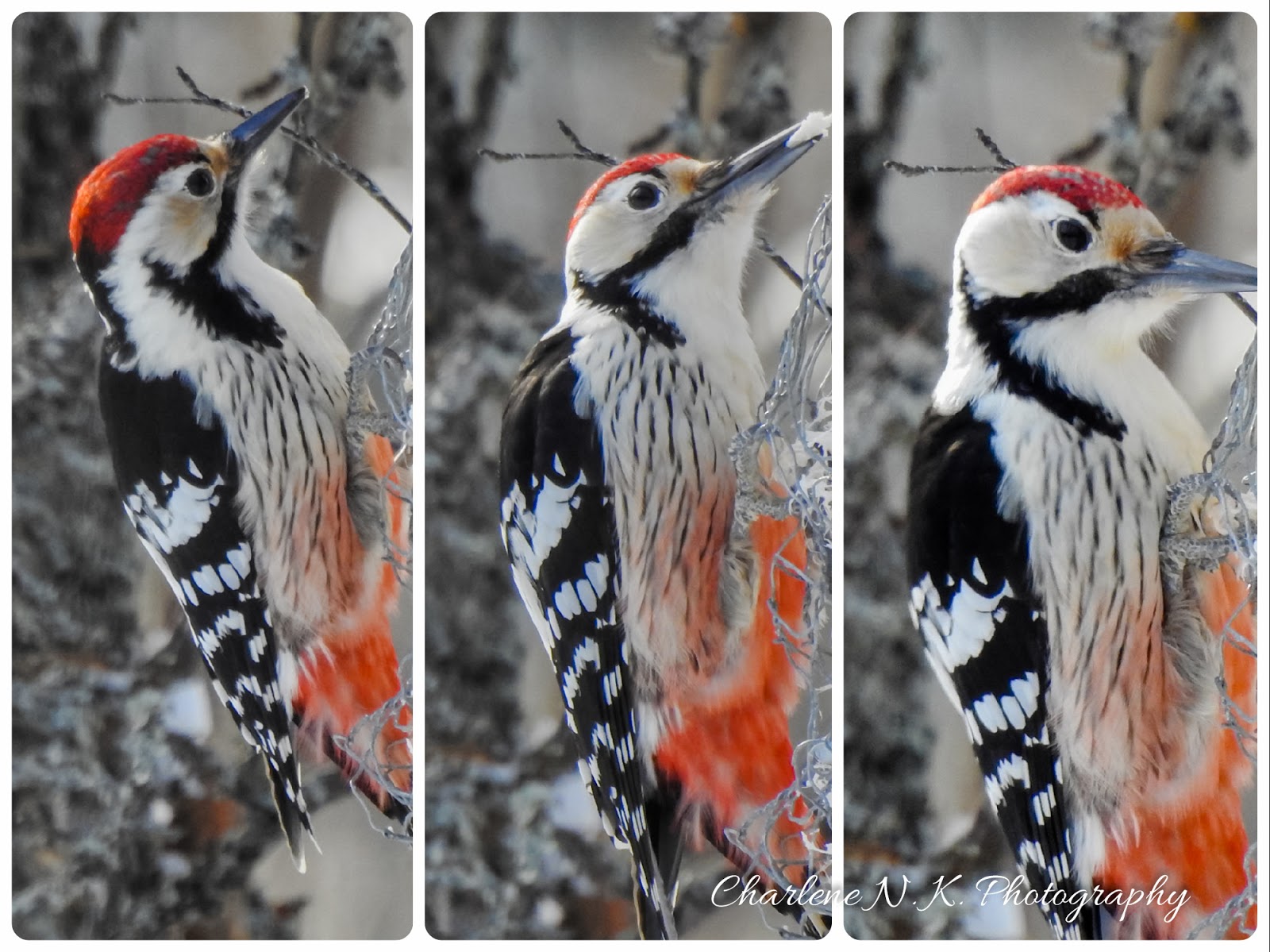 In Quest of a Scarce Bird |Blissful Solitary Wanderings