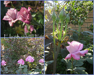 Elephant's Eye: Foreign flowers in our October garden