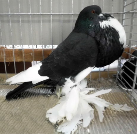 Dutch Cropper ( Hollandse Kropper ) - Pigeons fall