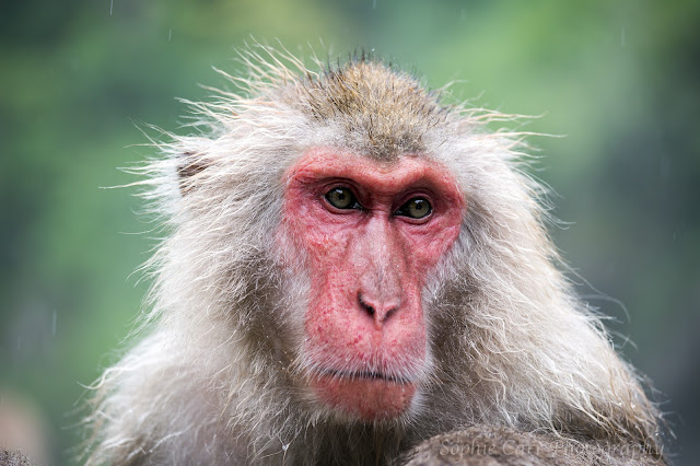 Sophie Carr's Photo Blog: Back to Japan - Day 7: The Snow Monkeys of ...