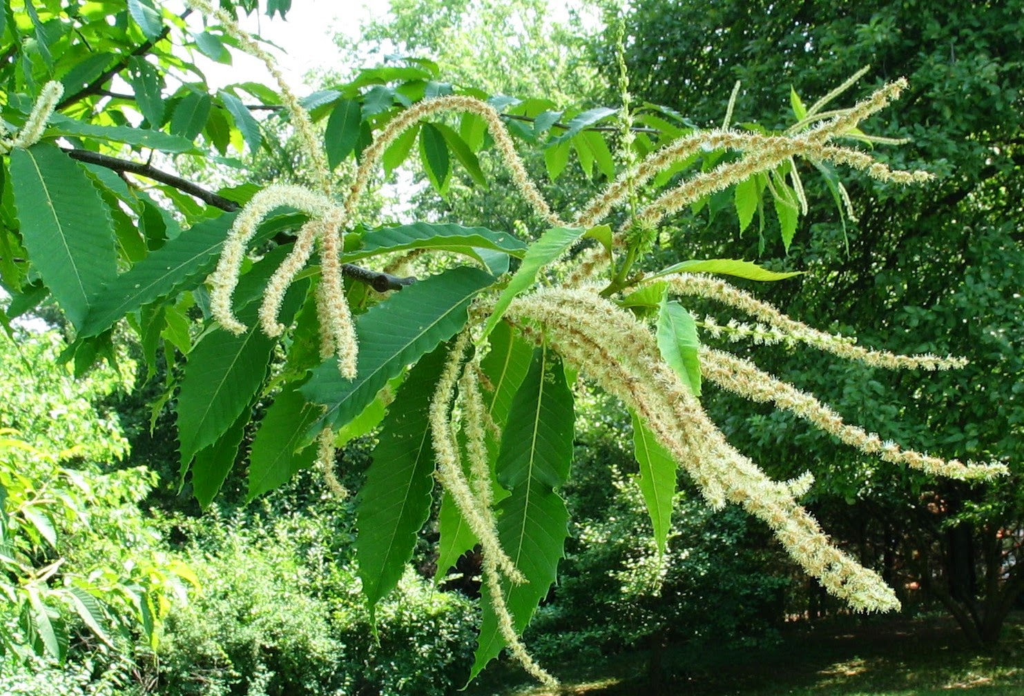 Pollinators: Pollinators of the American Chestnut