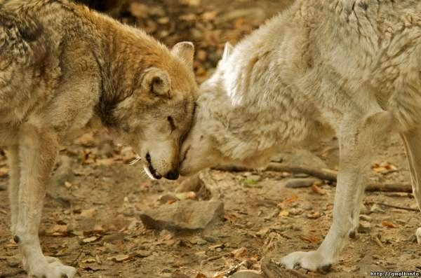 White Wolf : Wolves Are Getting Some Wet Lovin': 20 Photos Of Wolf Kisses