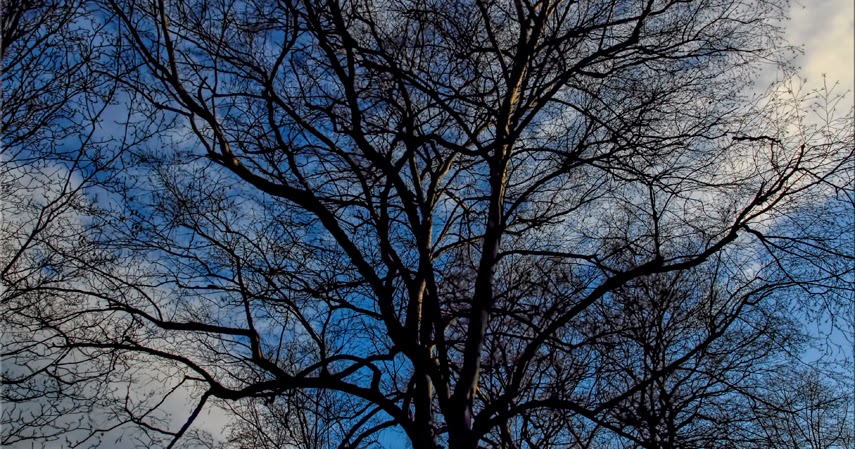 Pretty Pix: Sleeping Trees