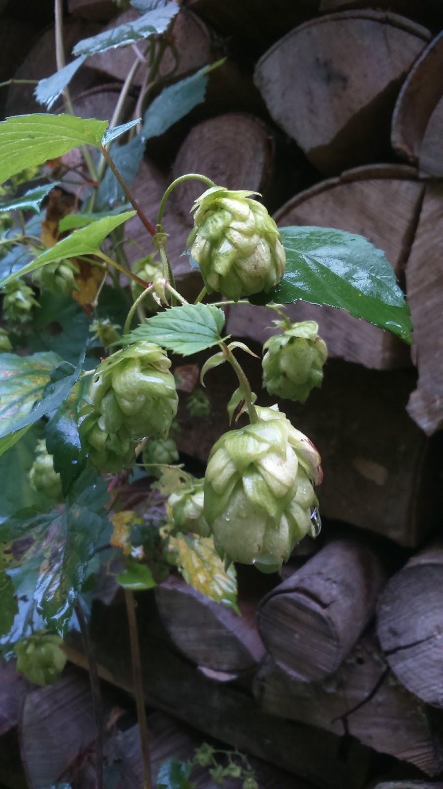 Bernadetts Blog Heilpflanzen und mehr: Der Hopfen (Humulus Lupulus)