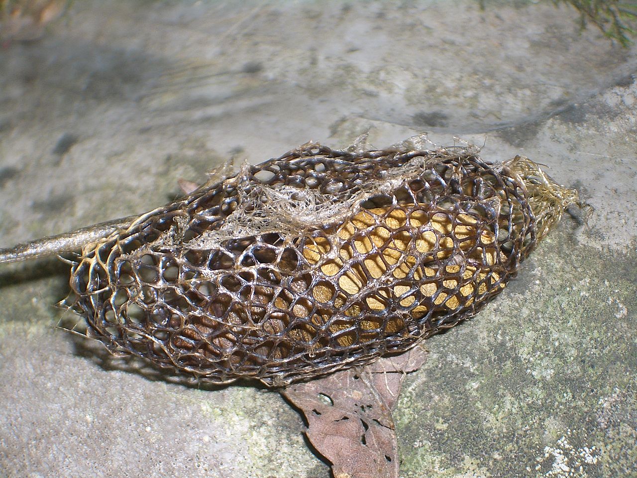 Real Monstrosities: Spongillafly