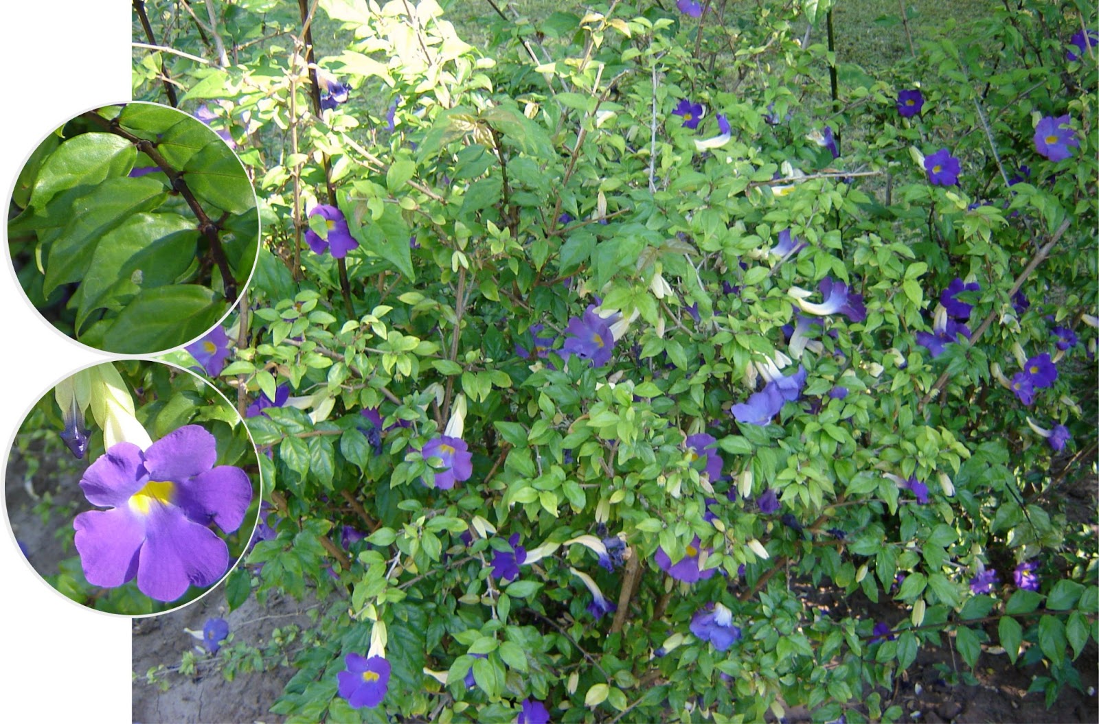 v e r d e c h a c o: Tumbergia