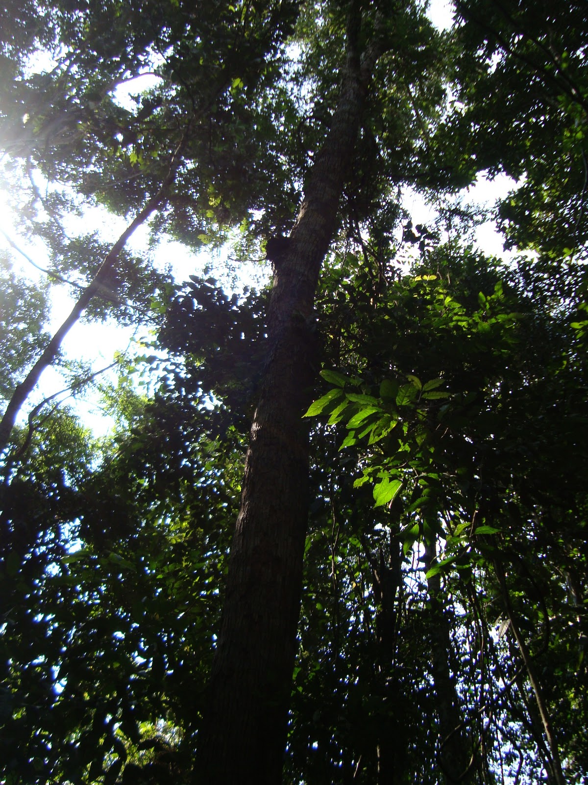 Smart Green: SPESIES TUMBUHAN YANG DITEMUI