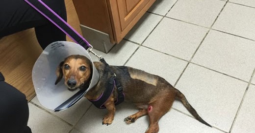 IVDD: Recovery, Post-Op Problems and How to Conquer them all