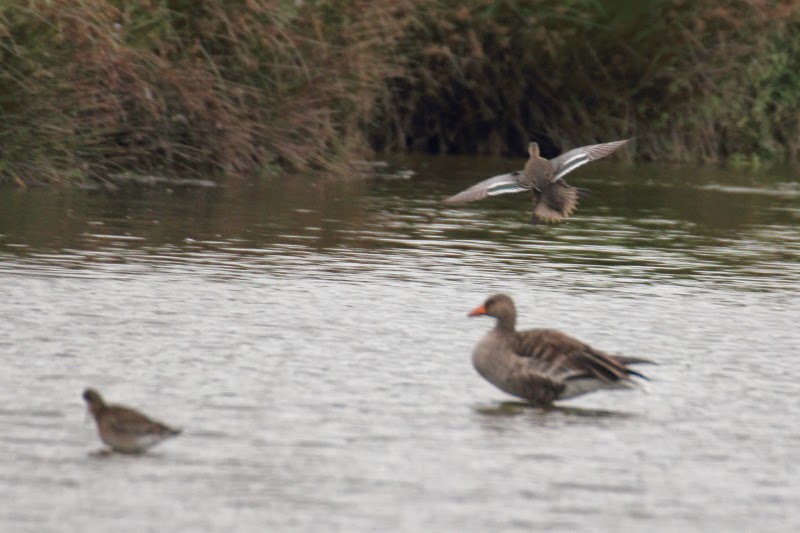Polders Poelgeest: Zomertaling redt de ochtend
