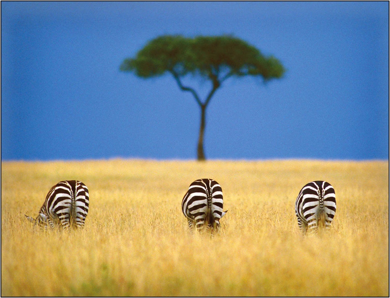 Η Φωτογραφία: Frans Lanting